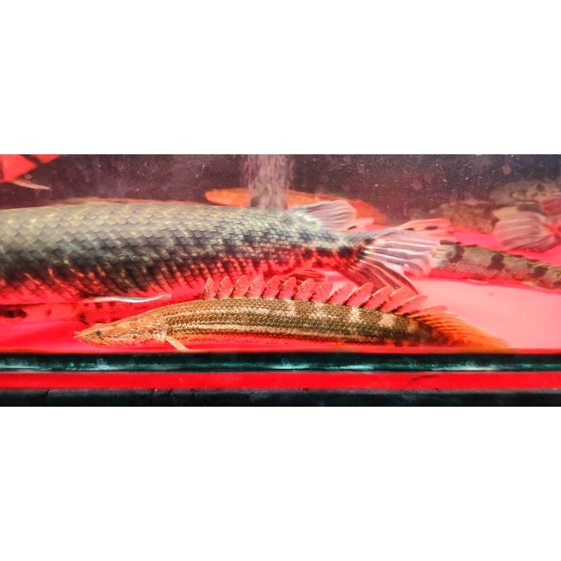 Jual palmas PBB (Polypterus Bichir Bichir) | Shopee Indonesia