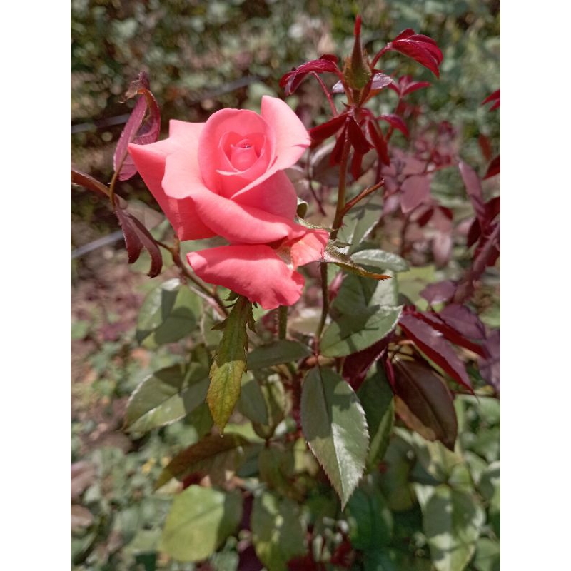 Jual bunga mawar potong segar warna oranye/oren panjang 30-60cm ...