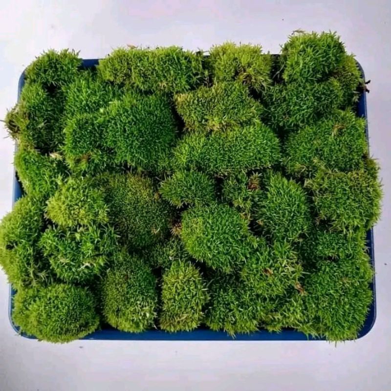 Jual MOSS MUTIARA porsi nampan 21x16cm | MOSS DARAT STAR PALUDARIUM ...
