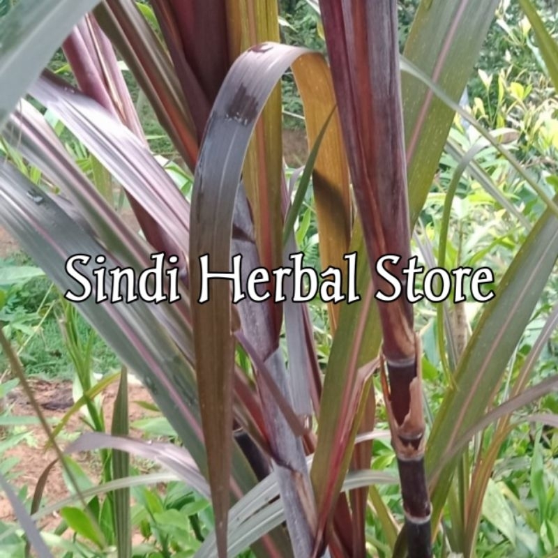 Jual Daun Tebu Hitam / Tebu Ireng Segar 500 Gram | Shopee Indonesia