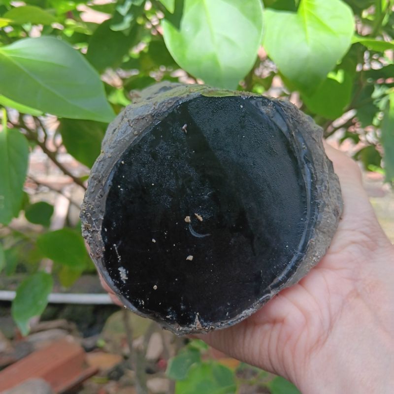 Jual Black opal sempur banten Ranting big size 1,5kg kualitas batu ...