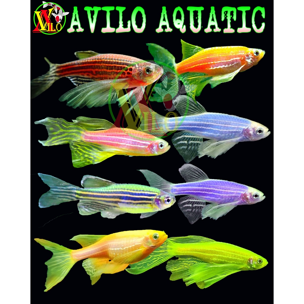Jual ikan hias aquascape danio slayer ekor panjang warna glow kecil ...