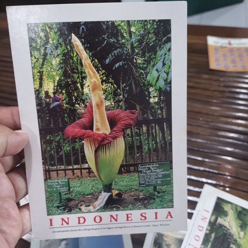 Jual kartu pos indonesia lawas tahun 90an bunga raflesia arnoldi bunga ...