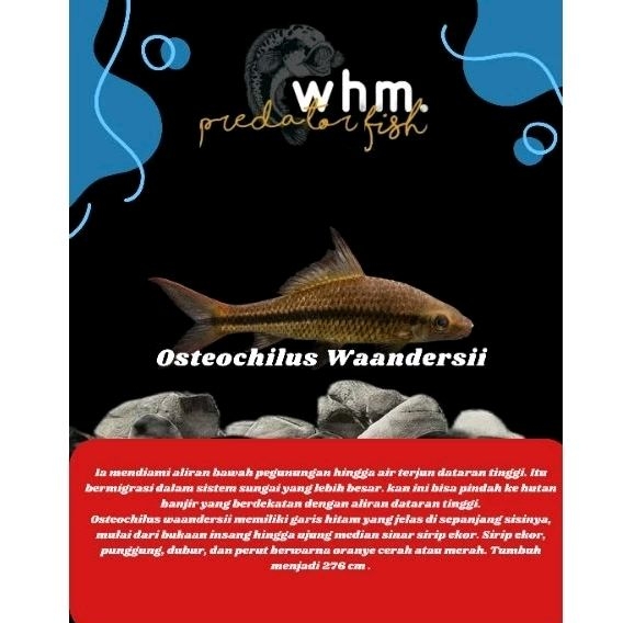 Jual Osteochilus wandersi 9 cm (Mainan Ikan) | Shopee Indonesia