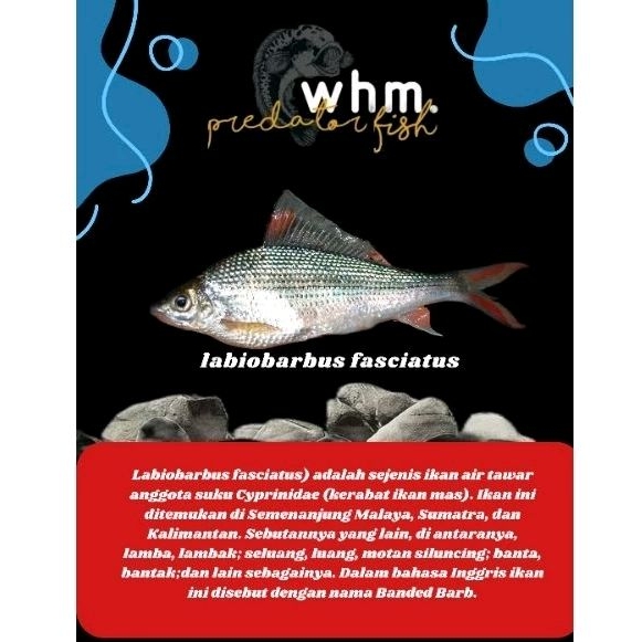Jual labiobarbus fasciatus 13 cm (Mainan Ikan) | Shopee Indonesia
