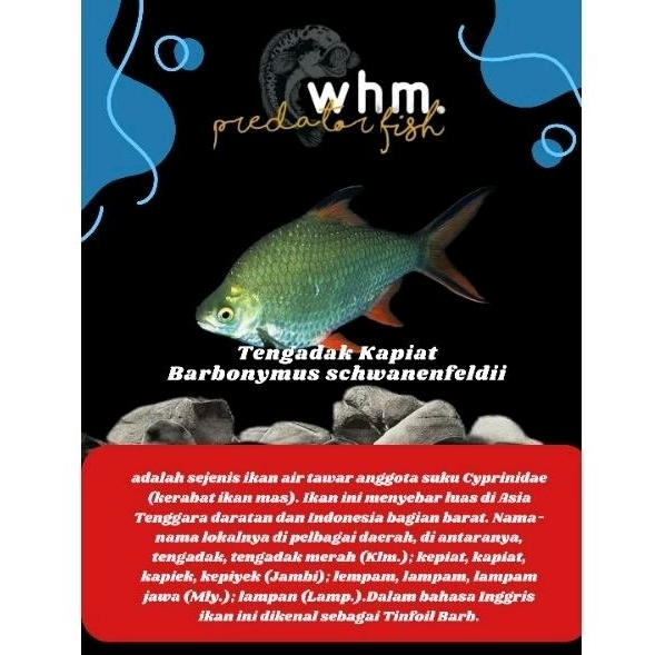 Jual tengadak JUMBO /Barbonymus schwanenfeldii 19 cm (Mainan Ikan ...