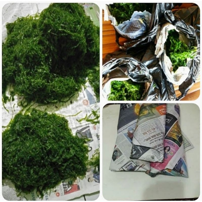 Jual LUMUT LAUT UMPAN IKAN BARONANG @ 1 KG | Shopee Indonesia Jual LUMUT LAUT UMPAN IKAN BARONANG @ 1 KG | Shopee Indonesia