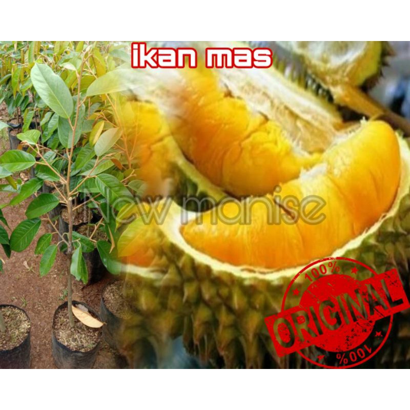 Jual Bibit Durian Ikan mas Original | Shopee Indonesia
