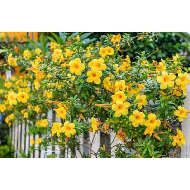 Jual tanaman hias dan tanaman bunga klanceng bunga Alamanda kuning ...