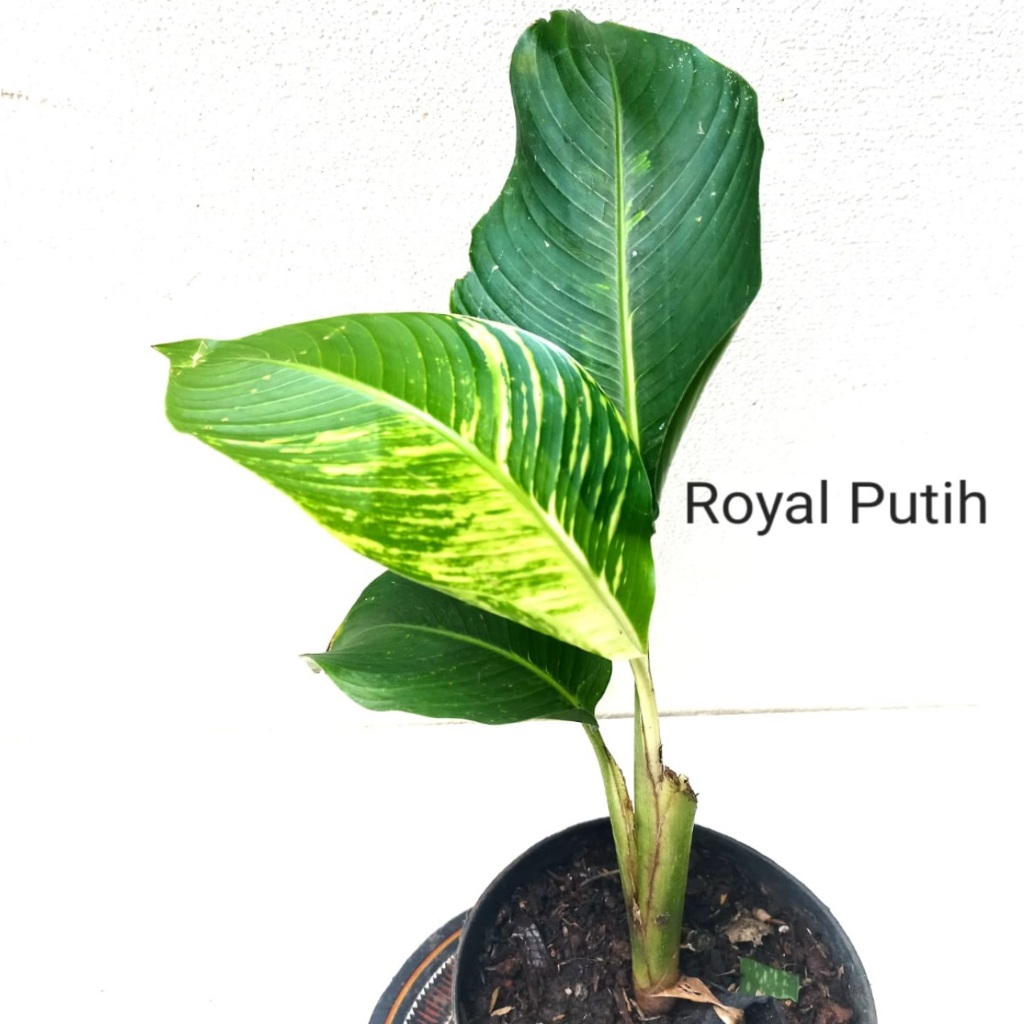 Jual TANAMAN HIAS CALATHEA LUTEA PISANG VARIGATA | Shopee Indonesia