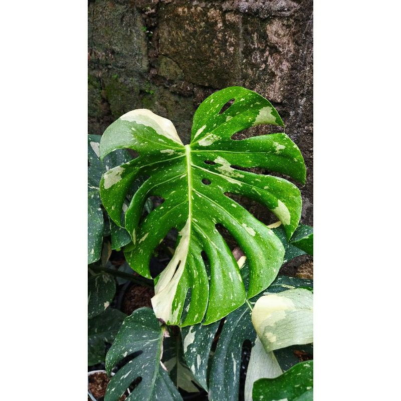 Jual Monstera Thailand | FREE Karsteanum varigata/Scindapsus varigata ...