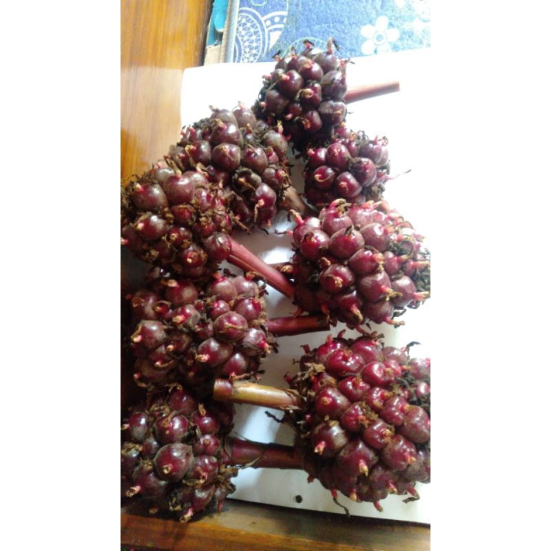 Jual Buah Honje/ Buah kecombrang segar 1 kg | Shopee Indonesia