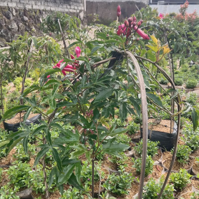 Jual tanaman bunga rambat untuk pagar stefanot merah | Shopee Indonesia