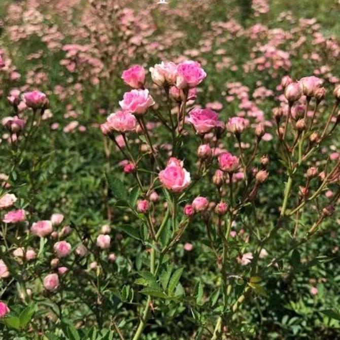 Jual Tanaman Hias Bunga Mawar Mini Berbunga Rimbun - Baby Rose - Mawar ...