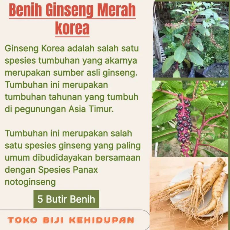 Jual 5 BIJI BENIH GINSENG MERAH KOREA | Shopee Indonesia