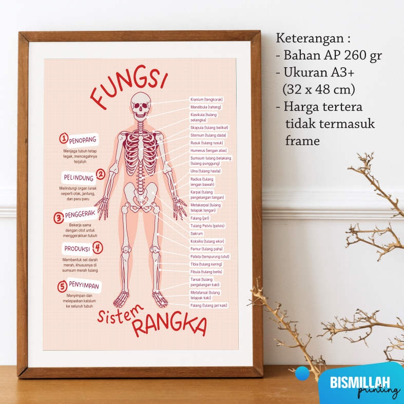Jual Poster Fungsi Sistem organ rangka anatomi tubuh | Shopee Indonesia