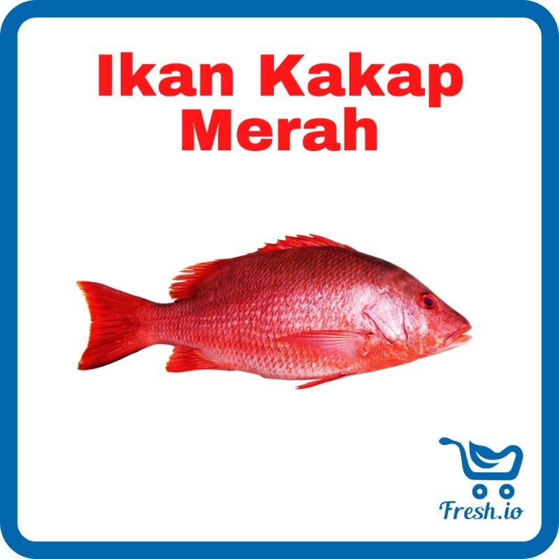 Jual Ikan Kakap Merah | Shopee Indonesia