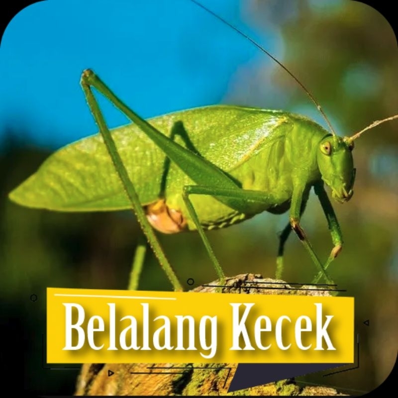 Jual Walang Kecek | masteran burung kicau isi 5 (Hidup) | Shopee Indonesia