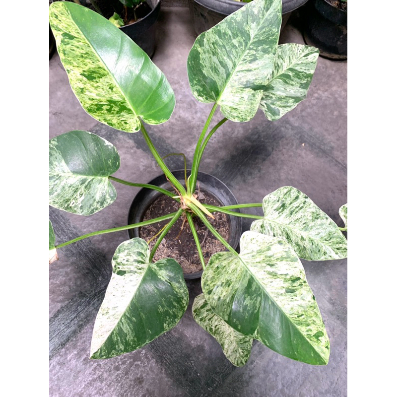 Jual Tanaman Hias Philodendron Giganteum Varigata/ Philo Marble ...