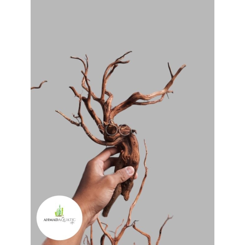 Jual MURAH!!! Akar Aquarium/Aquascape Akar Rasamala Size SS,S,M,L ...