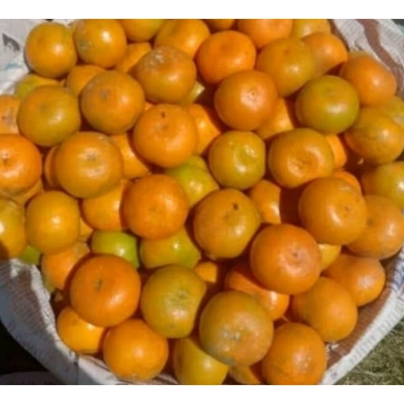 Jual JERUK MEDAN UKURAN SEDANG 1KG / BUAH JERUK MANIS / JAMIN SEGAR ...