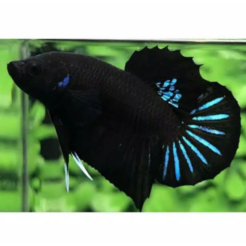 Jual cupang bagan aduan super hitam pekat, mental galak, jantan ...