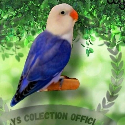 Jual Burung Lovebird Biola Violet | Shopee Indonesia