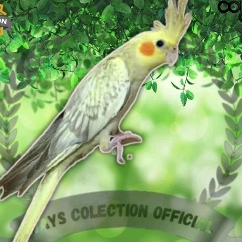 Jual BURUNG PARKIT AUSTRALIA / FALK PIED | Shopee Indonesia