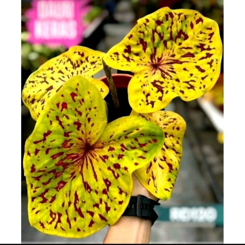 Jual Keladi Roro Kuning Tanaman Hias Keladi Caladium Hias Roro Kuning ...