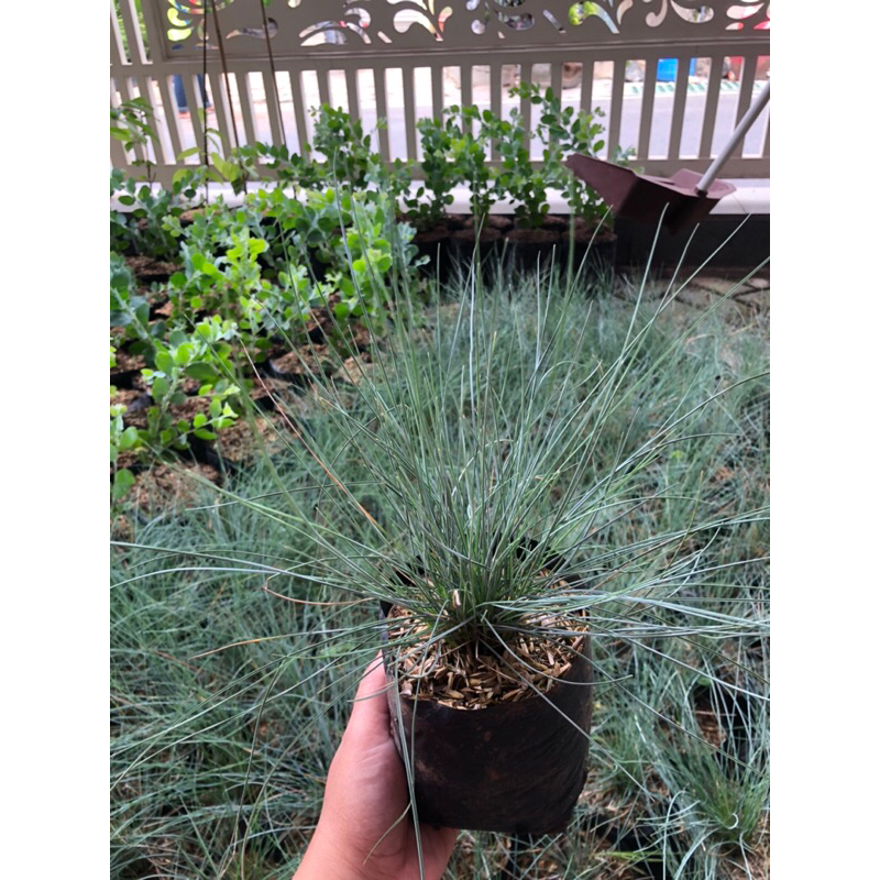 Jual Tanaman rumput biru murah dan rimbun | Shopee Indonesia