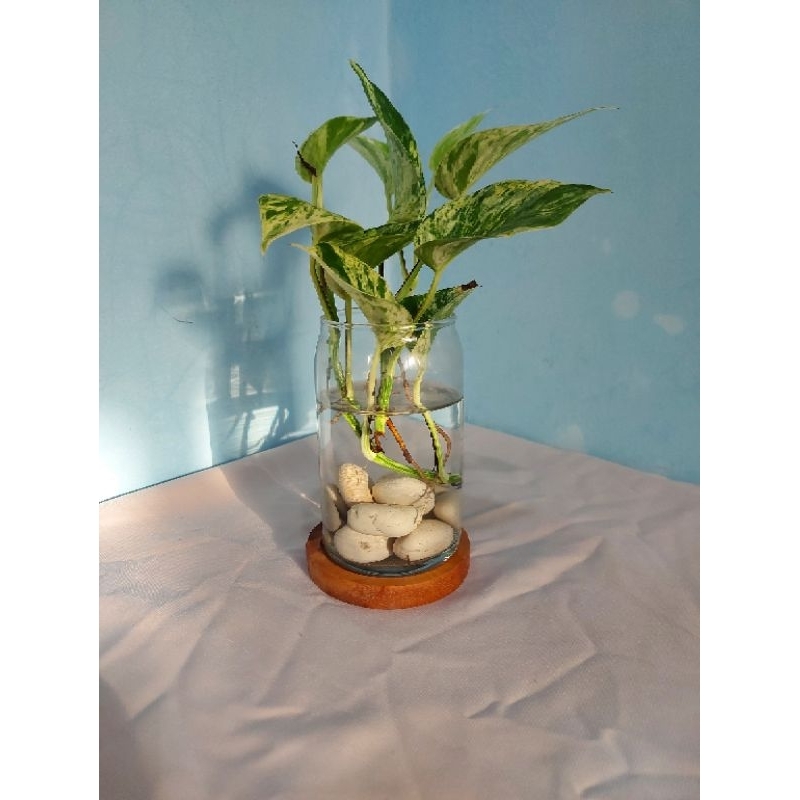 Jual Vas Bunga Kaca Bening Model Tabung - Vas Kaca Tabung | Shopee ...