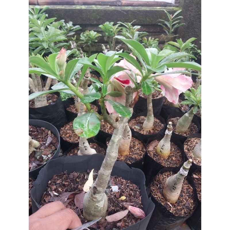 Jual Adenium Tumpuk Size B+ Induk | Shopee Indonesia