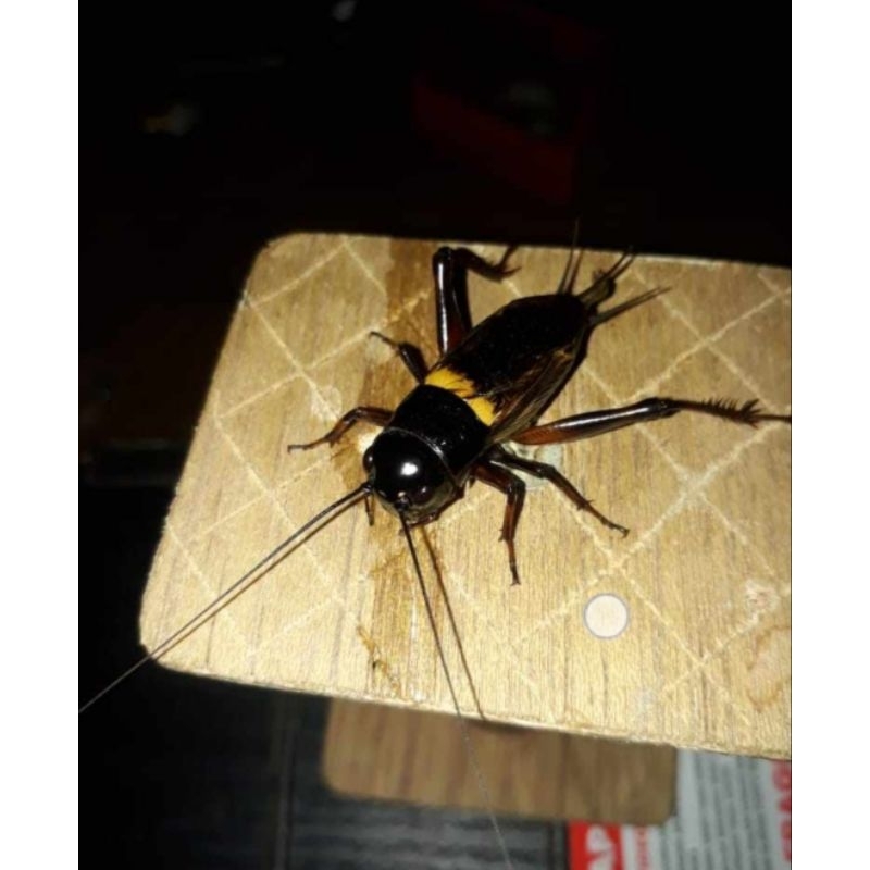 Jual JANGKRIK ADUAN( Tanyakan stok sebelum Order) | Shopee Indonesia