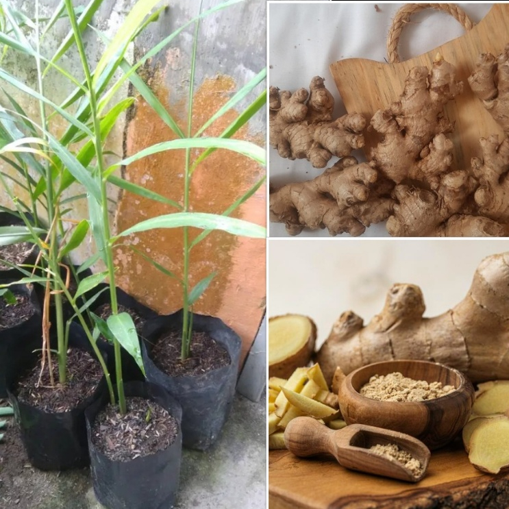 Jual Bibit Tanaman Herbal Pohon Jahe - Tanaman Toga dan Rempah | Shopee ...