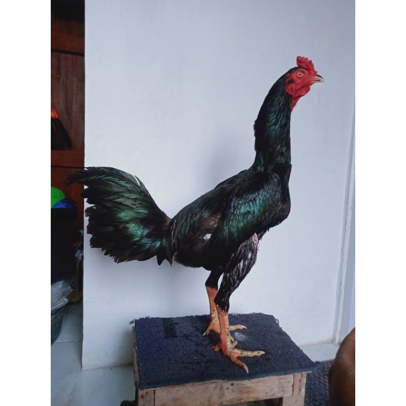 Jual Ayam pakoy bulbi (bulu biang) | Shopee Indonesia