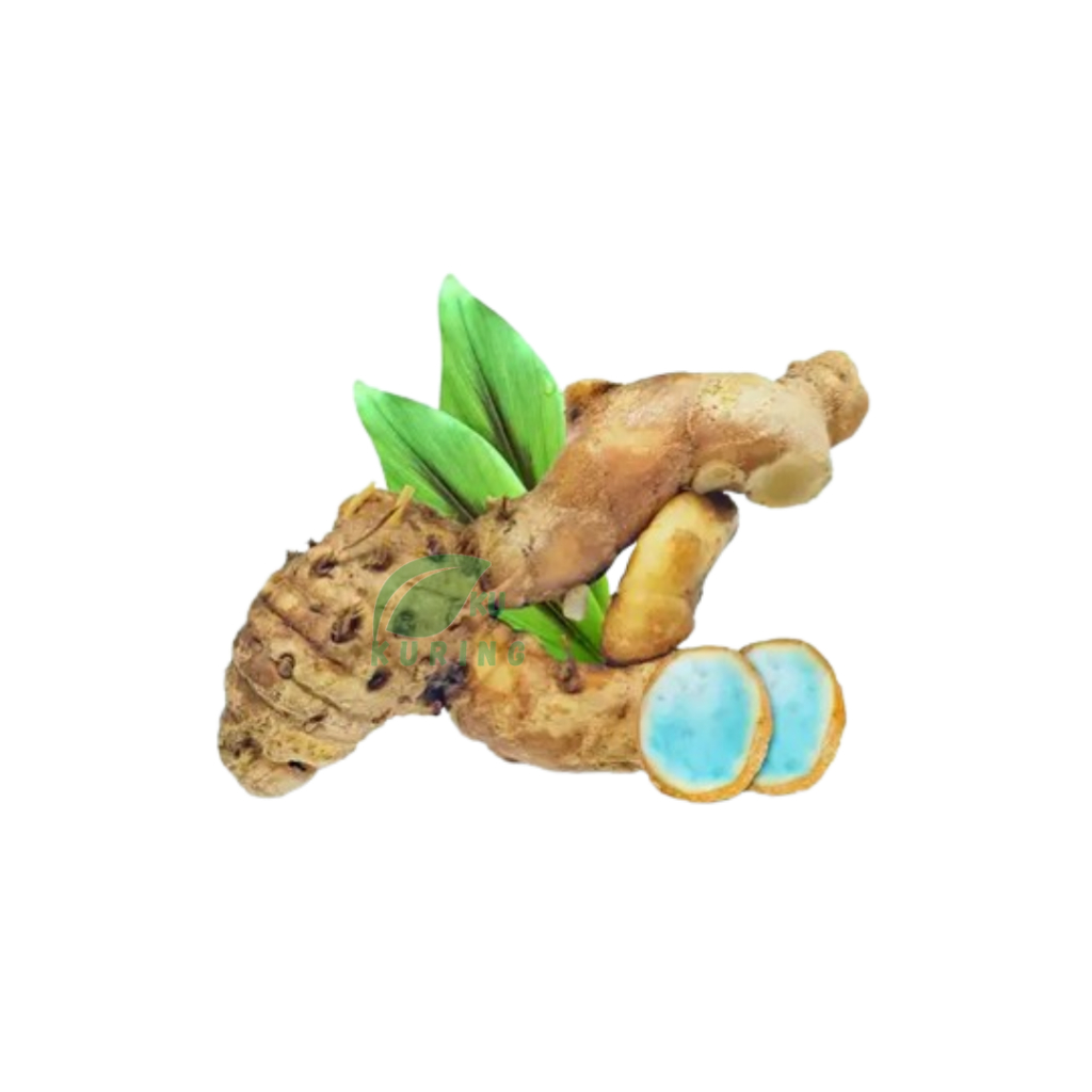 Jual Temu Hitam Segar 1Kg Bisa Untuk bibit Benih Curcuma aeruginosa ...