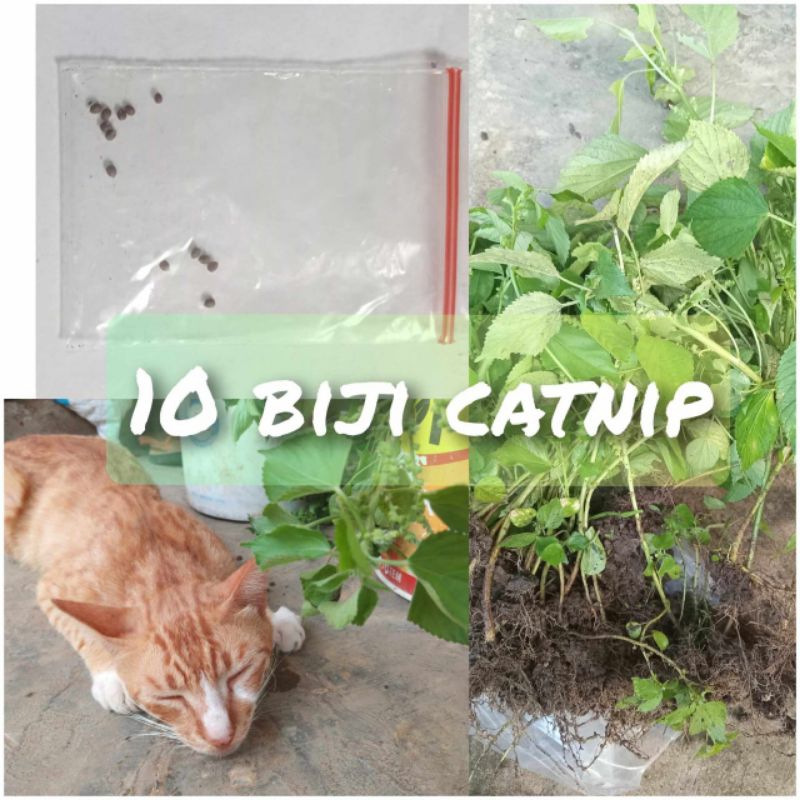 Jual Benih catnip/akar kucing/anting anting 10 biji | Shopee Indonesia