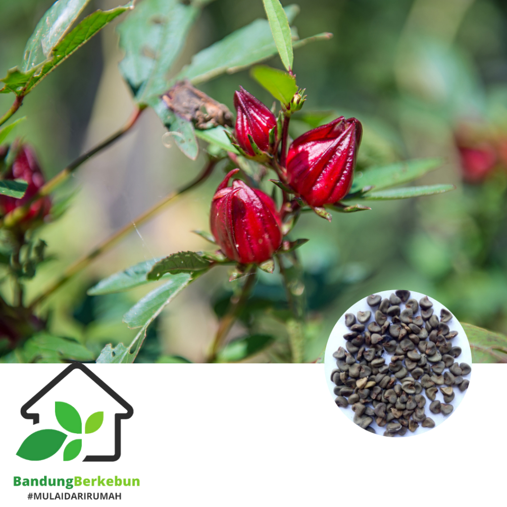 Jual BIJI/BENIH/BIBIT ROSELLA MERAH UNGGULAN ZEFARM (50 BIJI) | Shopee ...