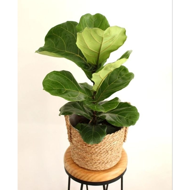 Jual tanaman ketapang biola - biola cantik - Ficus lyrata - ukuran 50cm ...