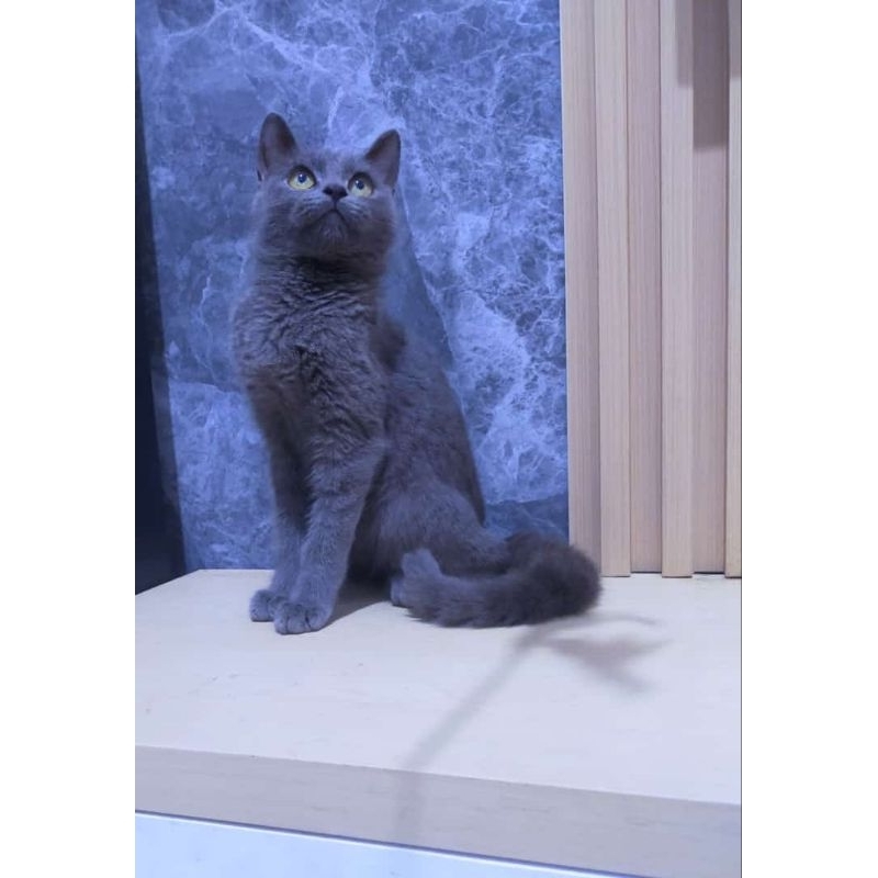Jual kucing short hair abu solid british | Shopee Indonesia