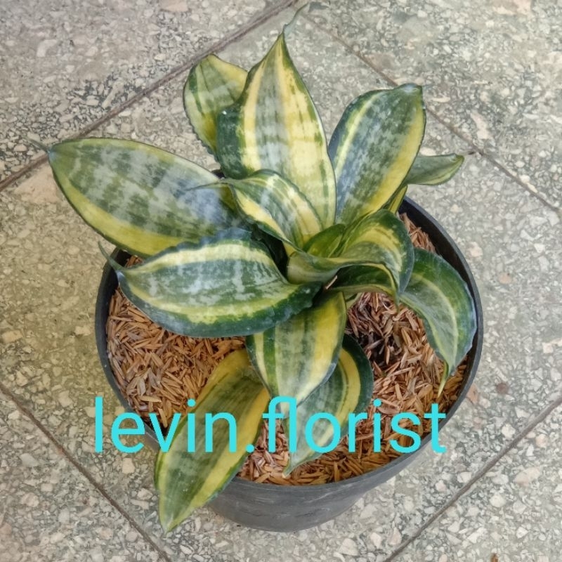 Jual Sansevieria japanese twister / sansivera sansivieria lidah mertua ...