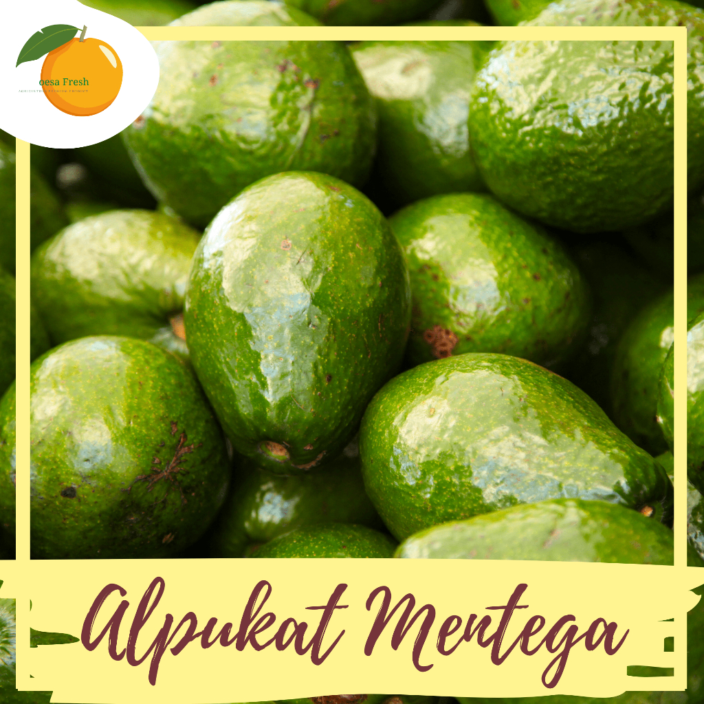 Jual Alpukat Mentega Super Fresh 1kg | Shopee Indonesia