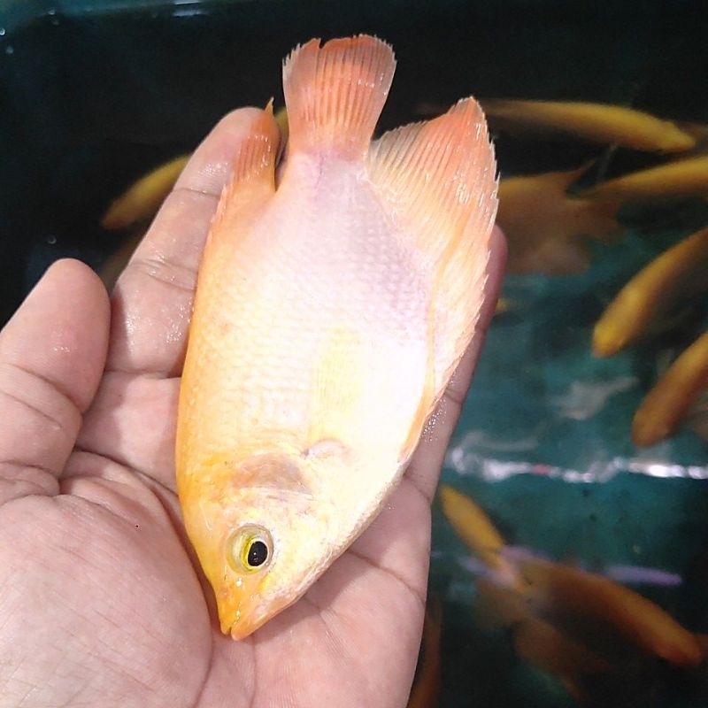 Jual Gurame Padang size 3 jari full | Shopee Indonesia