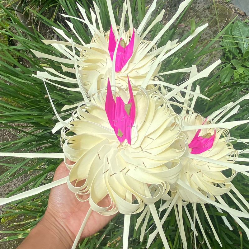 Jual CANANG SARI BULAT CANANG CAWU CANANG iSEH ENTAL PREMIUM | Shopee ...