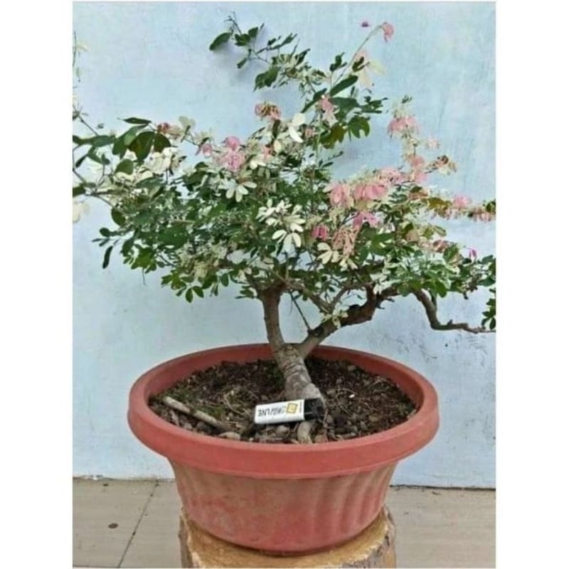 Jual bahan bonsai dan tanaman hias asem London varigata | Shopee Indonesia