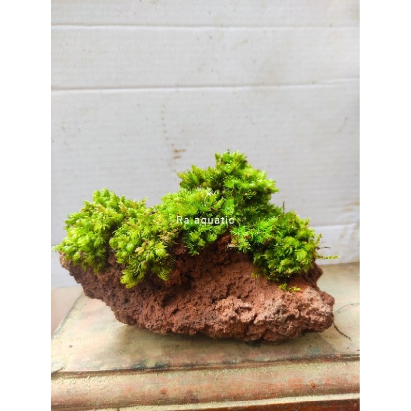 Jual Batu lava rock + Moss paludarium / terarium aquascape tanaman air ...