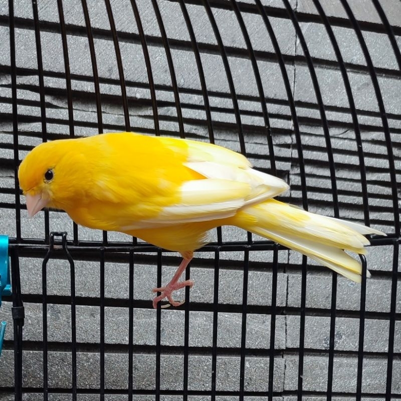 Jual Kenari AF Kuning - Betina (Only Instant Grab/Gojek) | Shopee Indonesia
