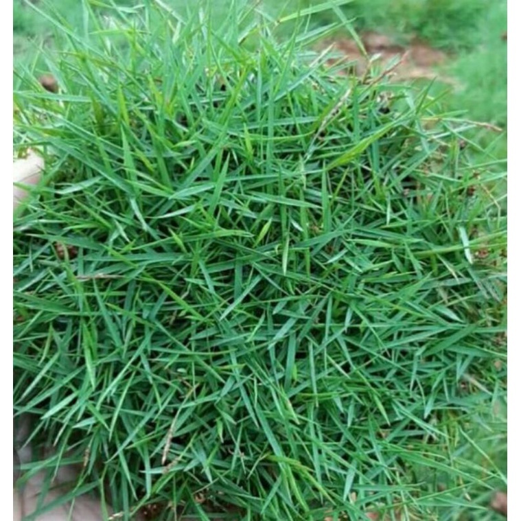 Jual Rumput Jepang / Peking 10cm × 10cm (1 lempengan) | Shopee Indonesia