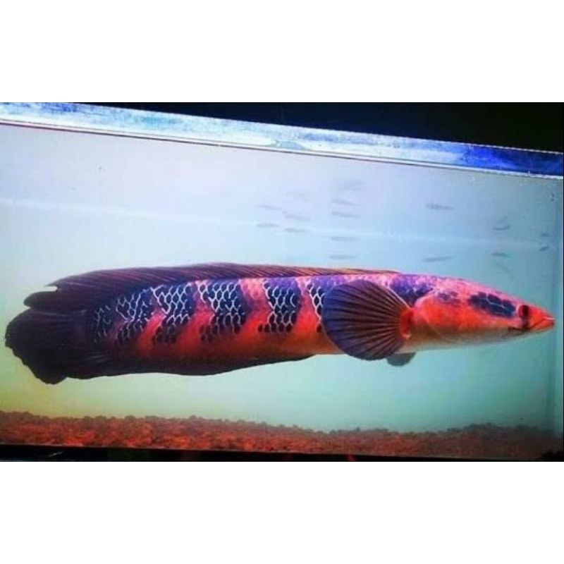 Jual baby Channa maru RED BARITO 3-4 CM | Shopee Indonesia