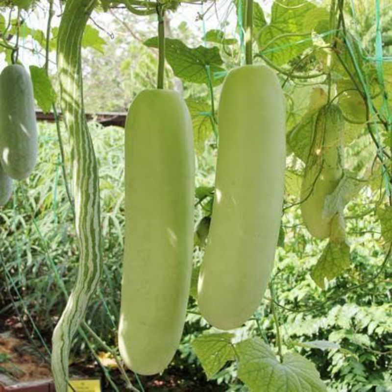 Jual 5 Biji Labu Air RUMA | Reepack Benih Labu Air | Benih Sayuran ...